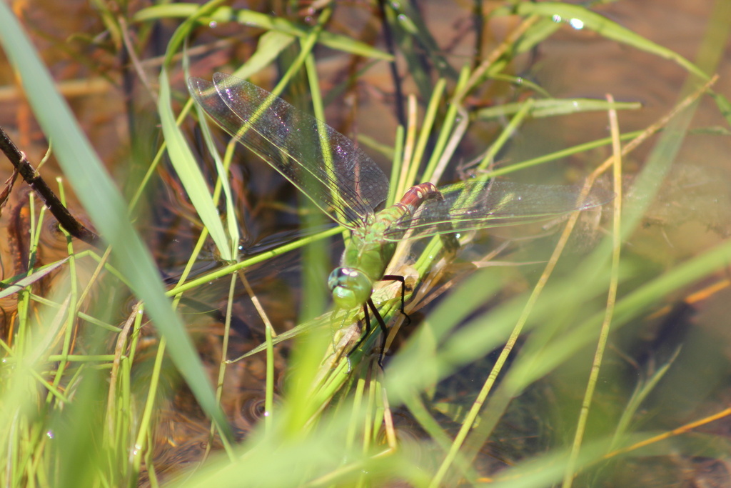 Comet Darner from Lancaster, OH, US on June 18, 2022 at 03:14 PM by ...