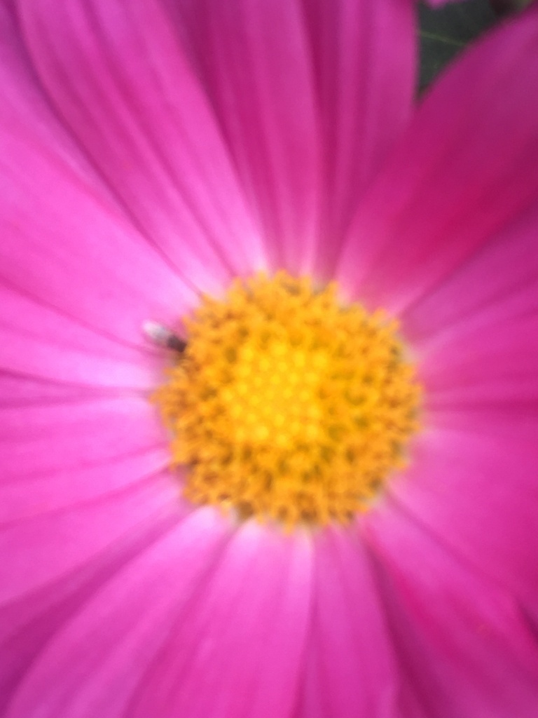 Winged and Once-winged Insects from Staten Island, New York, NY, US on ...