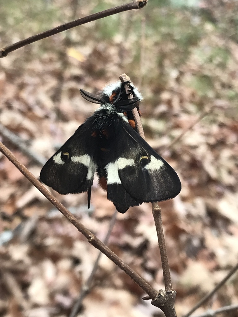 Buck Moth from Mowbray, TN, US on November 6, 2022 at 10:20 AM by ...