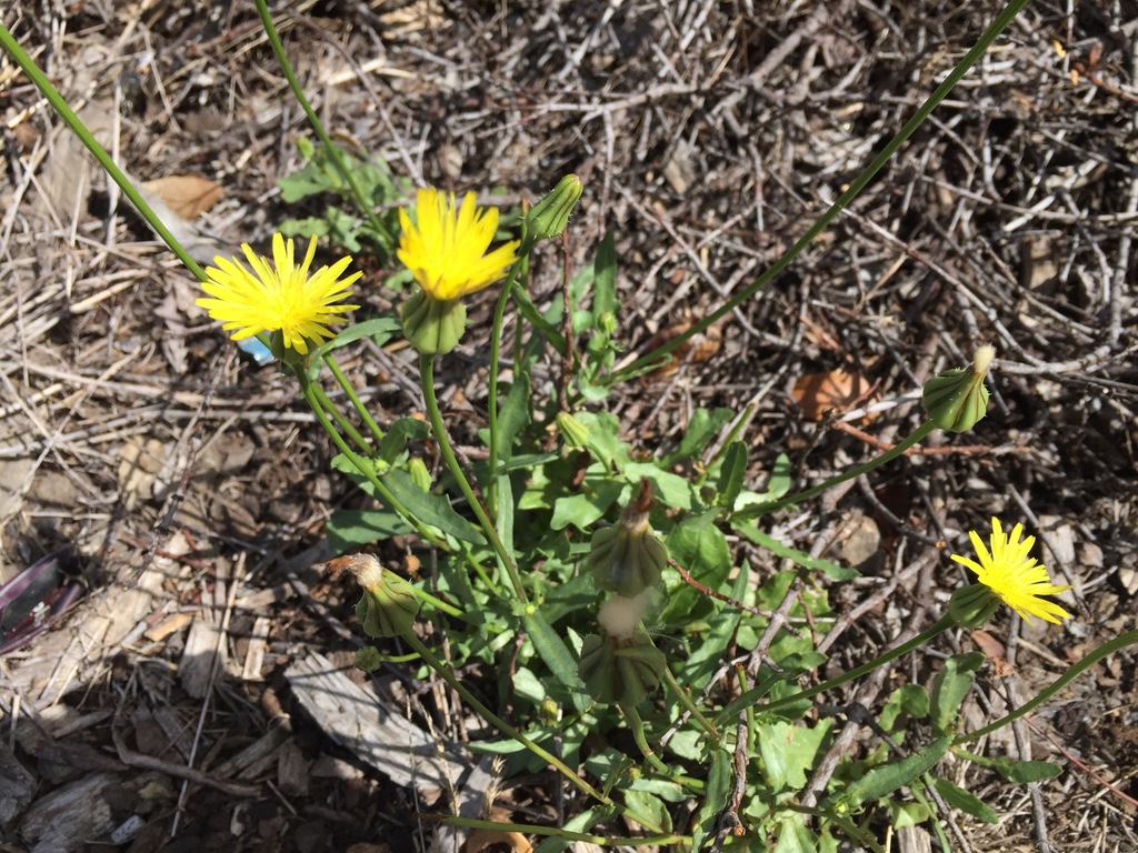 False Hawkbit from Merritt College, Oakland, CA, US on September 22 ...