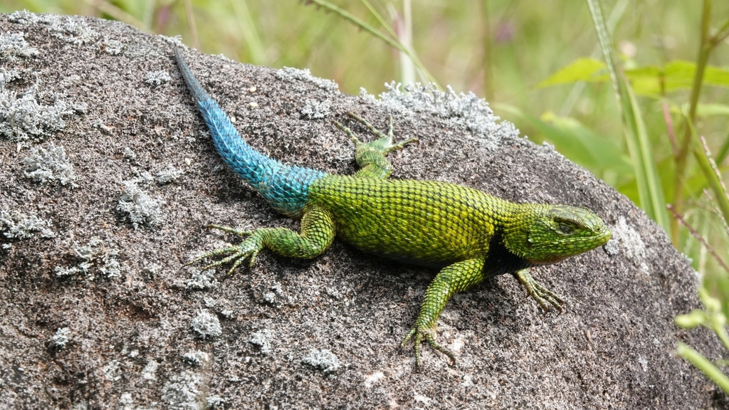 Guatemalan Emerald Spiny Lizard in March 2017 by René Villanueva ...