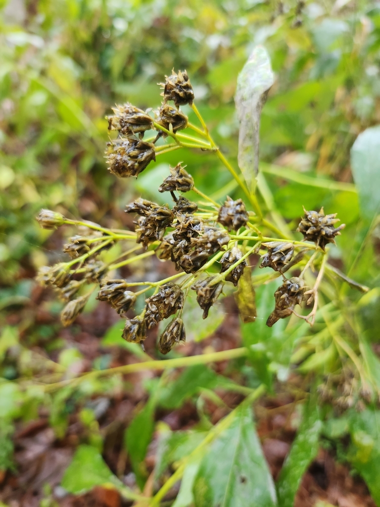 Yellow Crownbeard from Greenville, SC 29607, USA on November 06, 2022 ...
