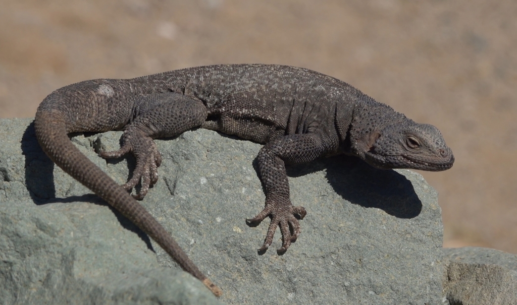 Spotted Chuckwalla from Isla Santa Catalina on November 6, 2022 at 12: ...