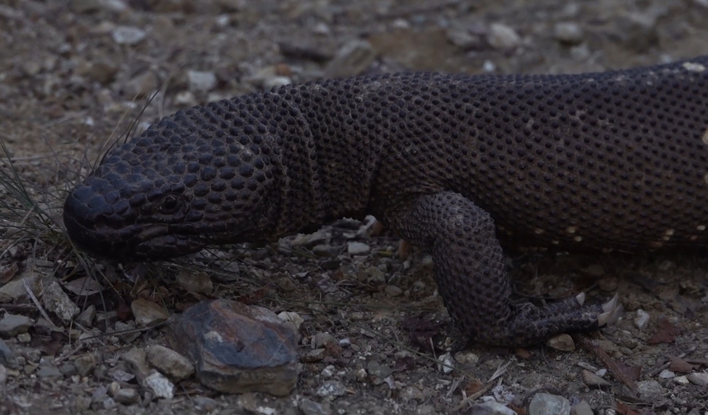 Guatemalan Beaded Lizard in November 2022 by René Villanueva Maldonado ...