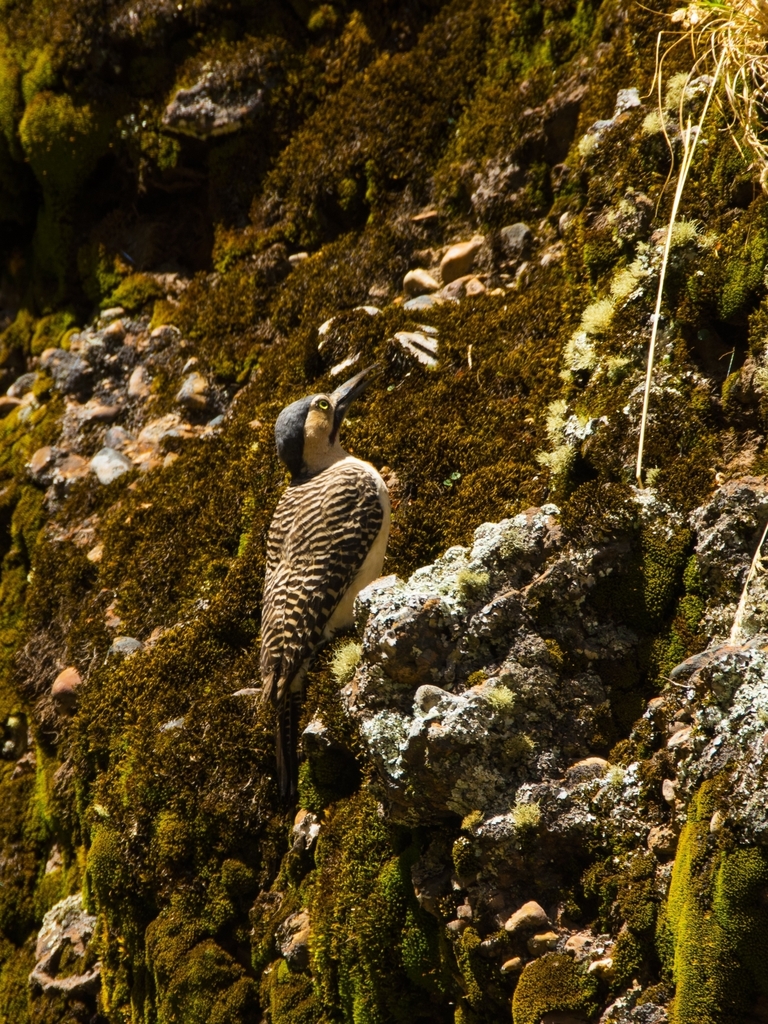Andean Flicker in November 2021 by Israel Gonzales · iNaturalist