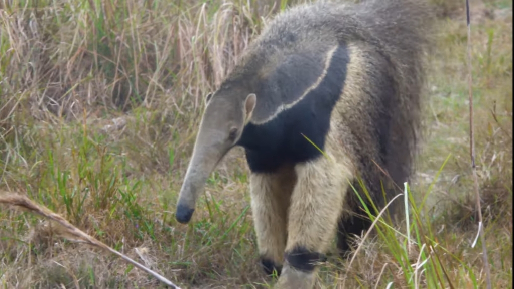 Giant Anteater in November 2022 by René Villanueva Maldonado · iNaturalist