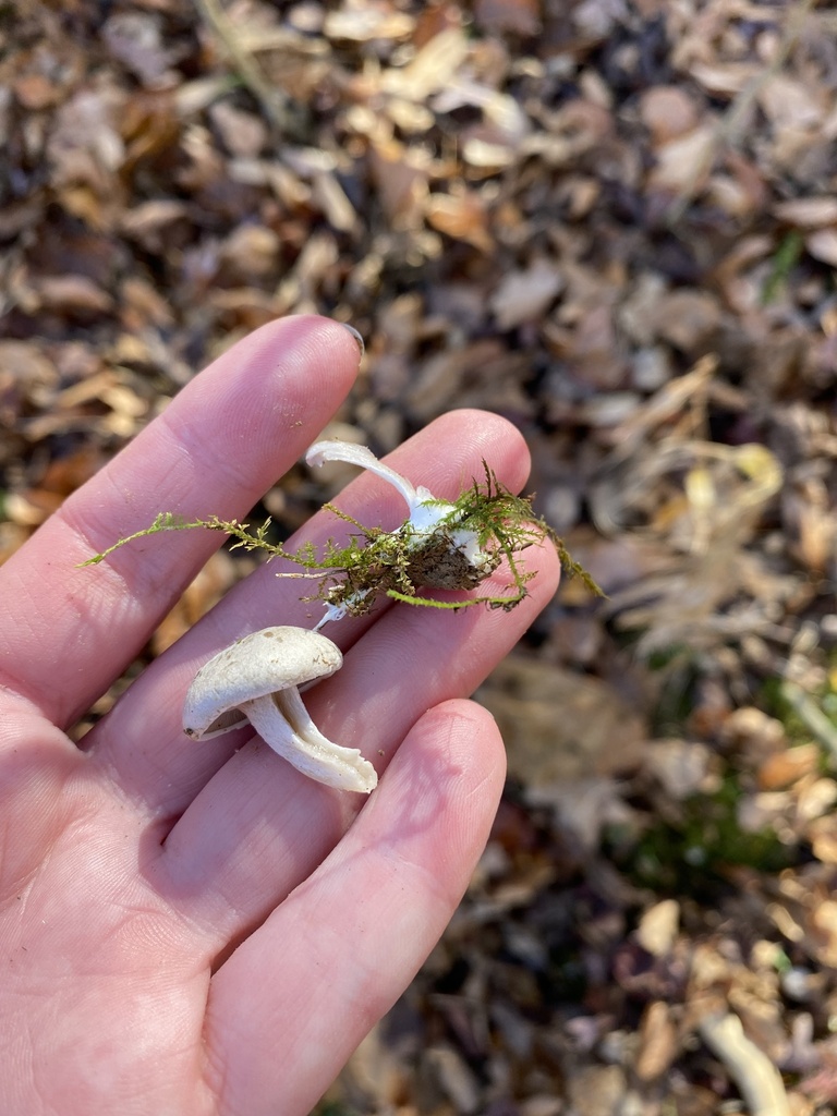 Aborted entoloma from Nashville, IN, US on November 6, 2022 at 12:30 PM ...