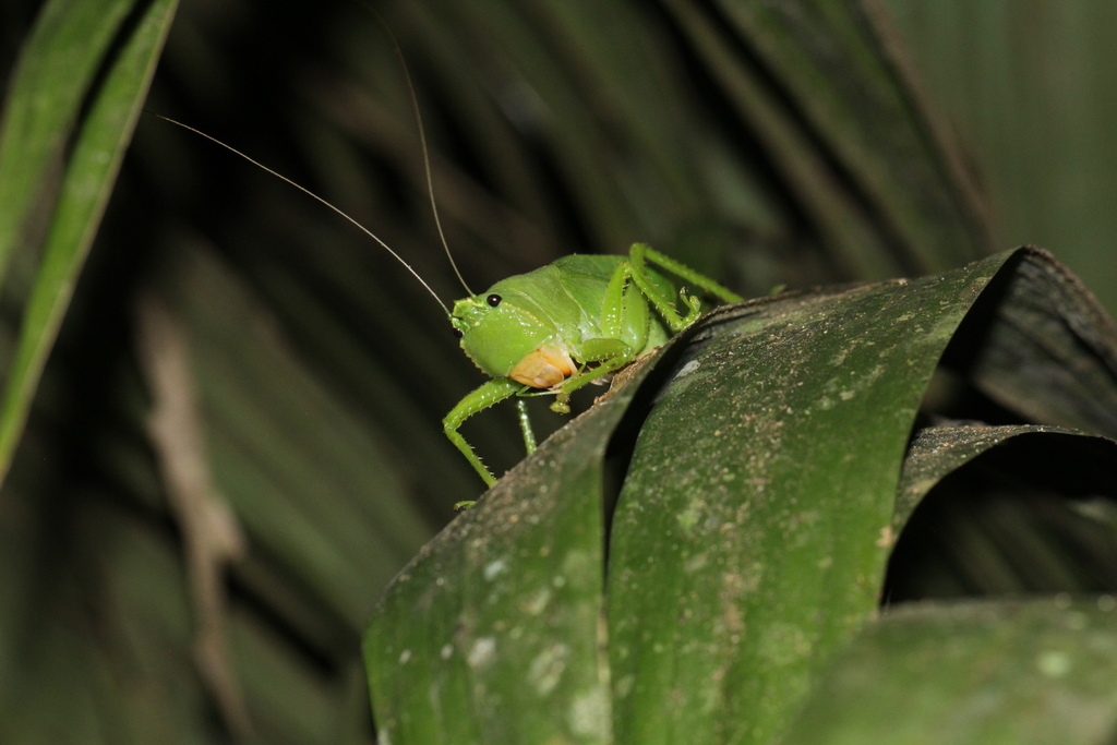Copiphora coronata from Manú Province, Peru on January 05, 2016 at 10: ...