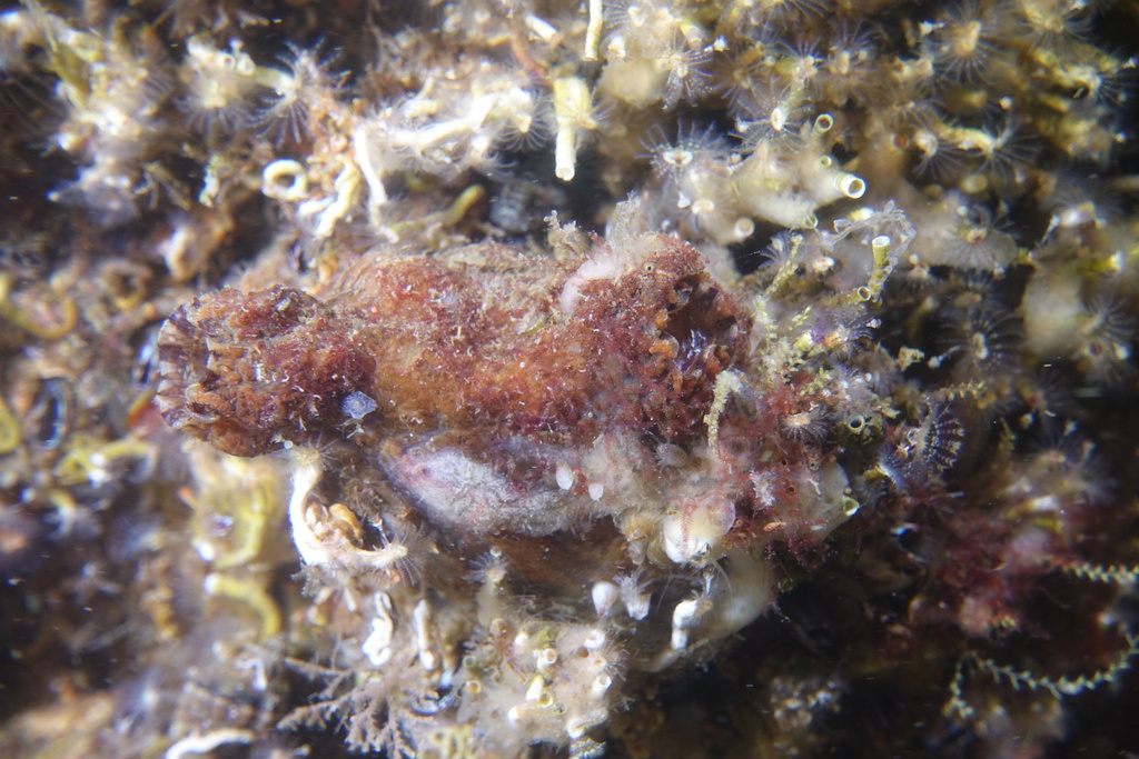 Blunt-spined Microcosmus from 34110 THAU Frontignan, France on November ...