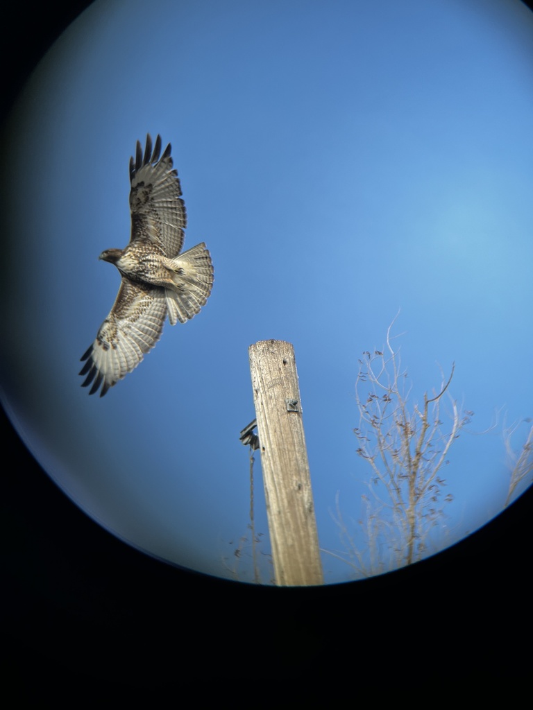 Red-tailed Hawk from Davis, CA, US on November 06, 2022 at 09:50 AM by ...