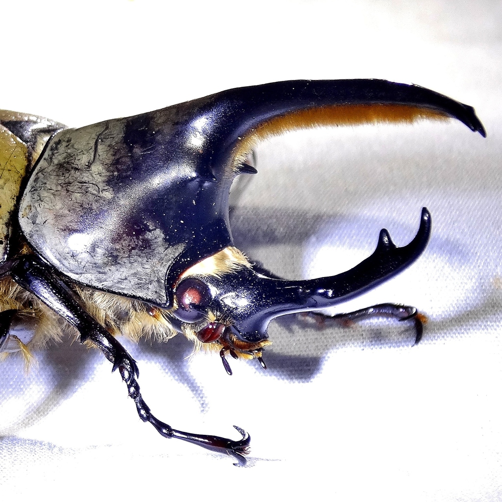 Grant's Hercules Beetle from Jones Water Campground, Globe, AZ on ...