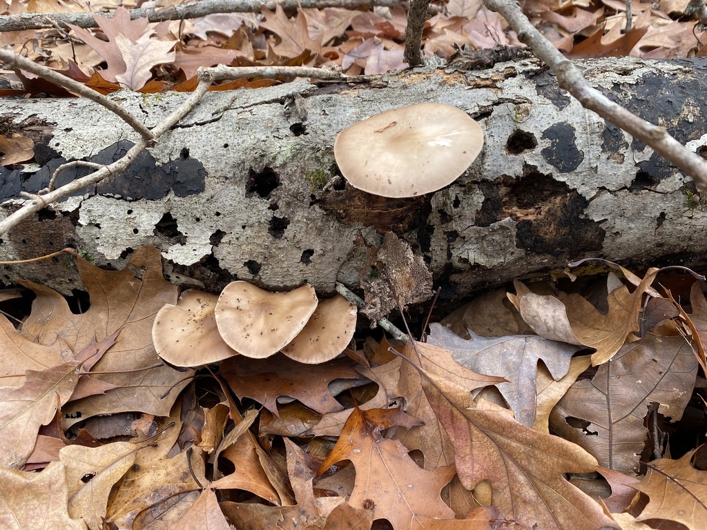 Pluteus hongoi from SR-135, Morgantown, IN, US on November 2, 2022 at ...