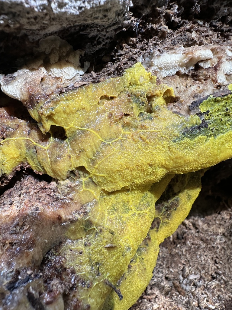 Physaraceae from Meeman-Shelby Forest State Park, Memphis, TN, US on ...