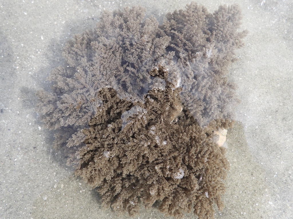 Hydrozoans from Kiawah Island, Kiawah Island, SC, US on November 6 ...