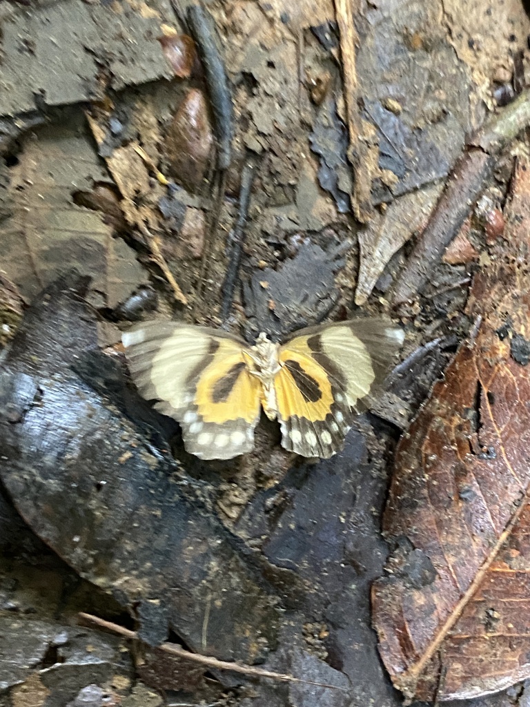 Themone pais eutacta from Roura, GF on November 06, 2022 at 04:08 PM by ...