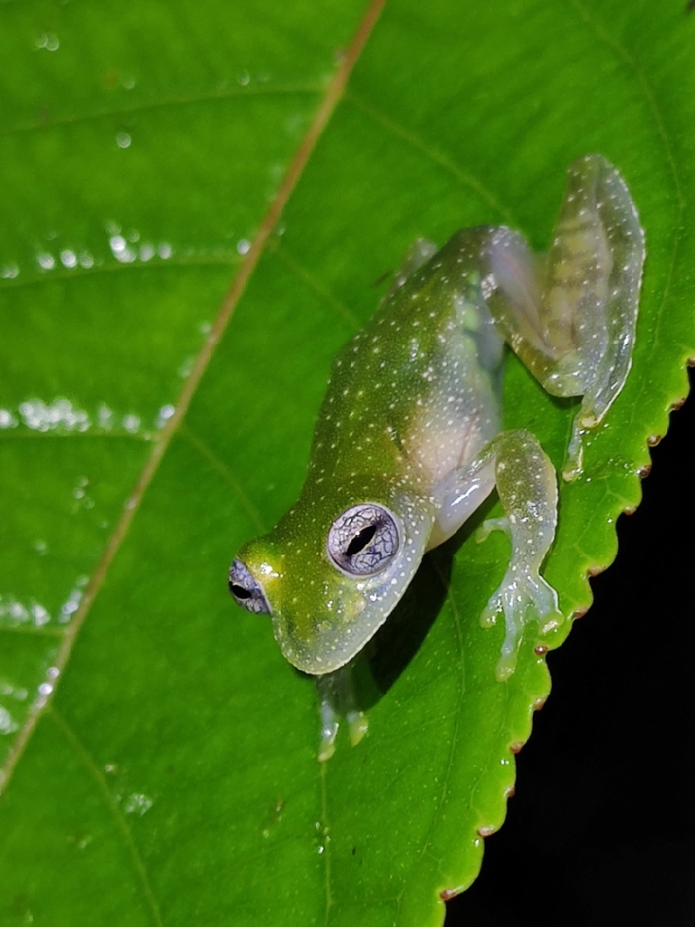 Chiriquí Glass Frog from La Verrugosa, Bürí, Panamá on October 10, 2019 ...