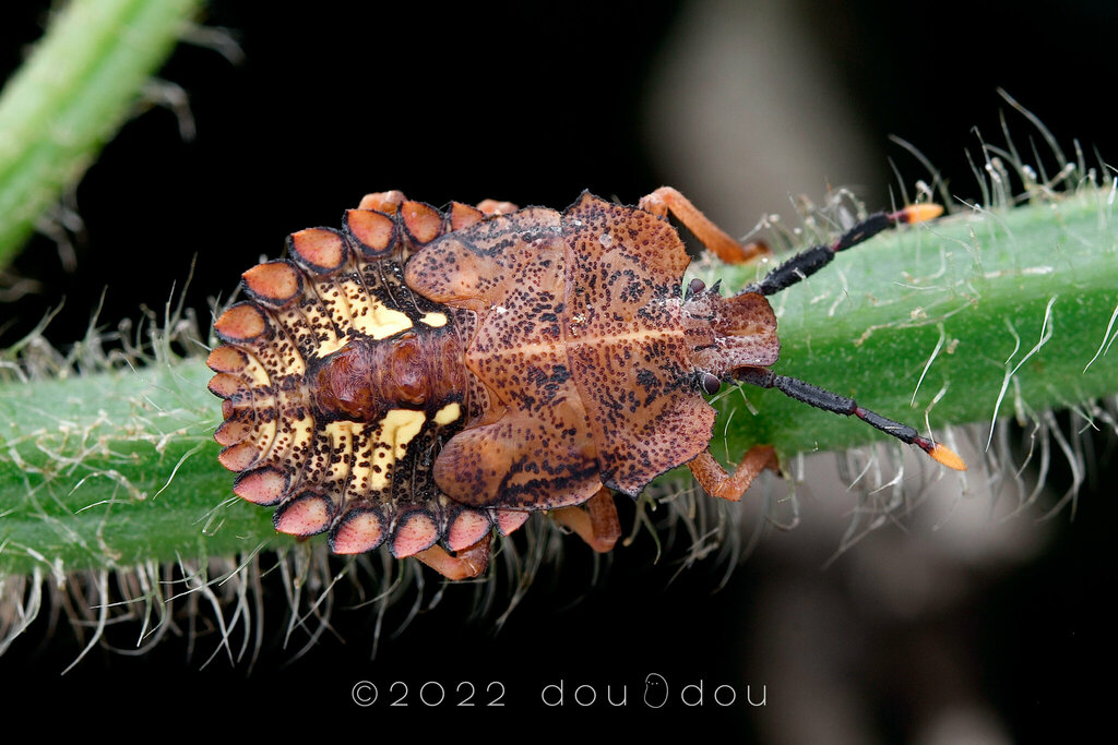Megymenum parallelum from 中国云南省普洱市江城哈尼族彝族自治县 on July 19, 2022 at 02:51 ...