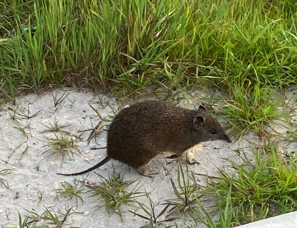 Quenda in September 2022 by Marilyn Whalley · iNaturalist