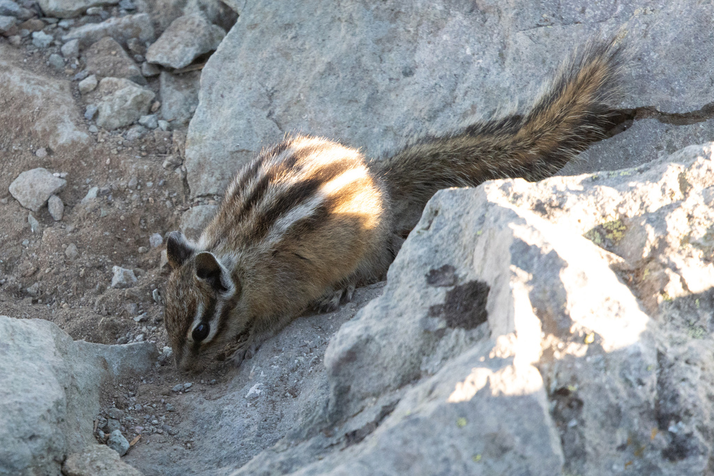 Yellow-pine Chipmunk from Pierce County, WA, USA on August 6, 2022 at ...