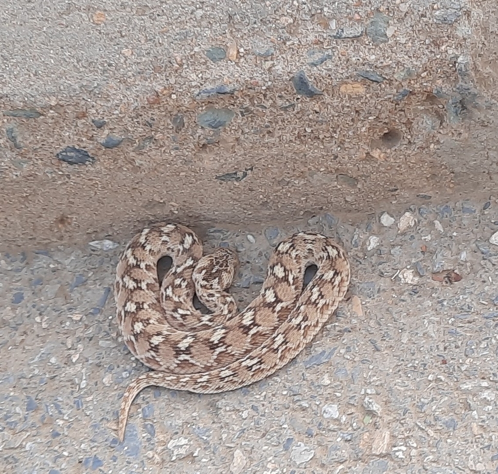 Borkin's Carpet Viper from 8CF4+64G, Jazan City for Basic and ...