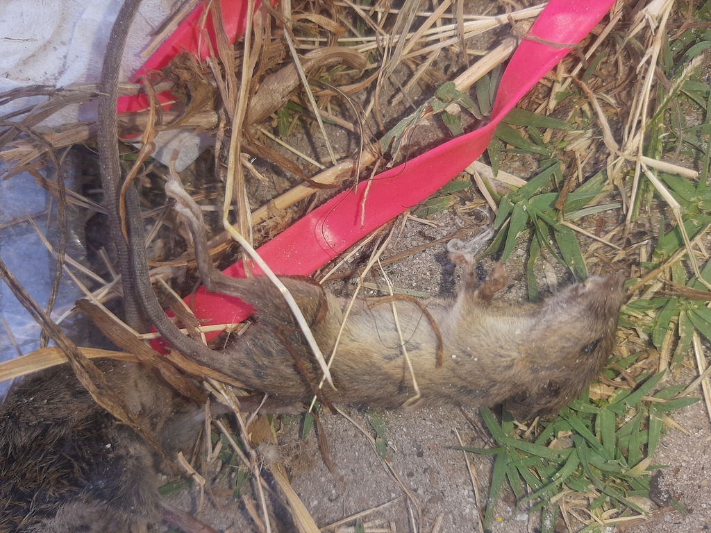 Old World Mice and Rats from Mandalay, Cape Town, 7785, South Africa on ...