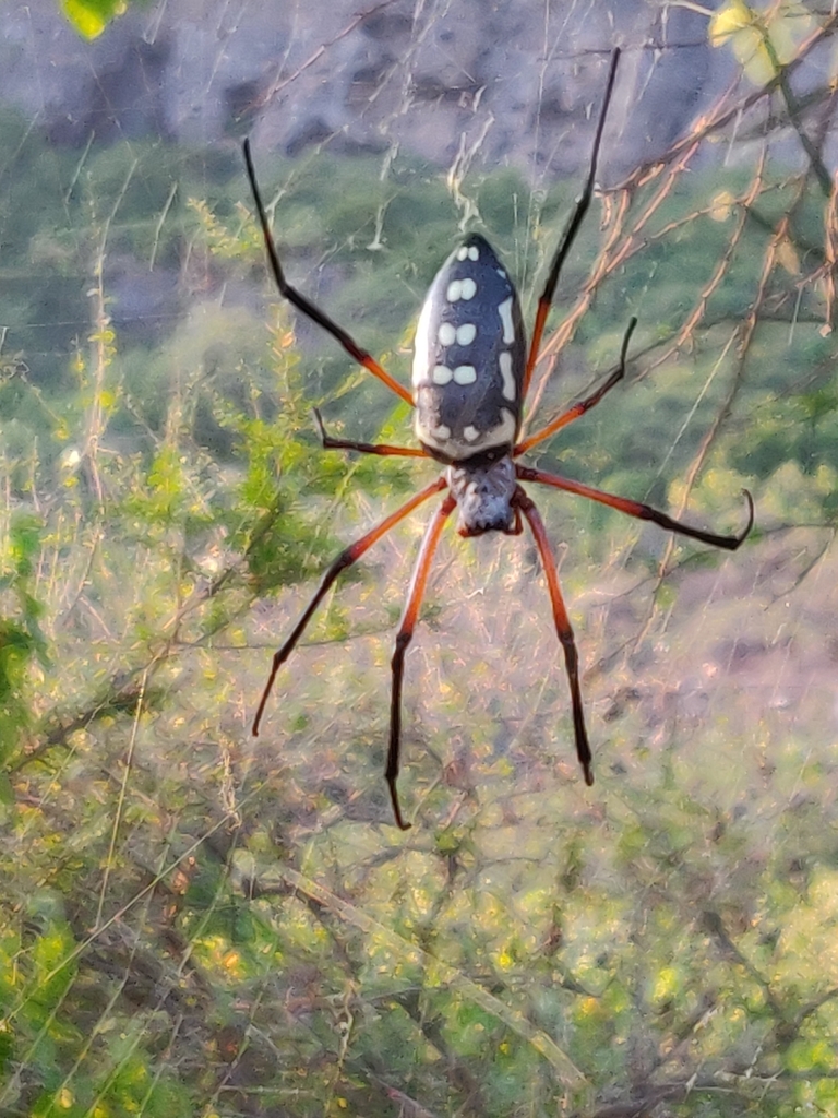 Red-legged Golden Orb-web Spider from Dhofar, Oman on October 26, 2022 ...