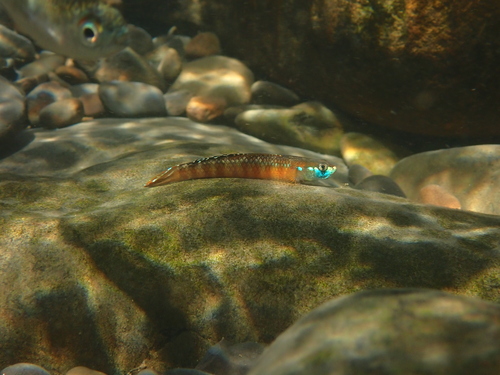 Checklist de West Ghaobata · BioDiversity4All