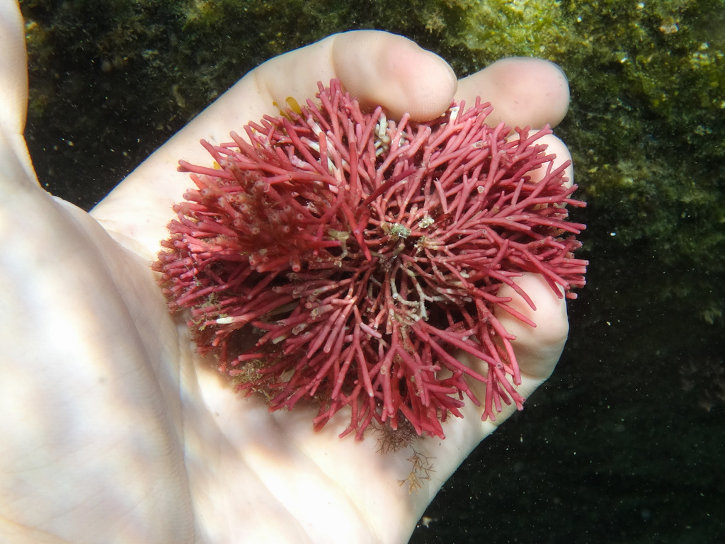 Tricleocarpa fragilis from Rhodes, Greece on September 07, 2022 at 01: ...