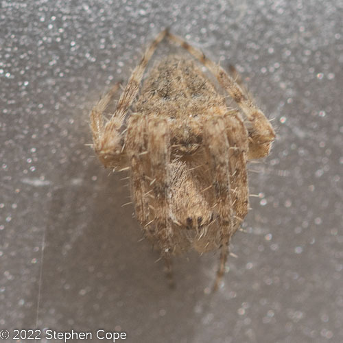 Common Hairy Field Spider from oria andalucia spain on October 30, 2022 ...