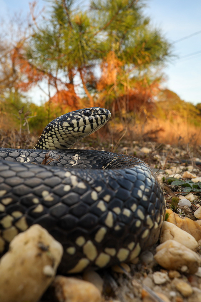 Eastern Kingsnake in November 2022 by Evan J Dittig · iNaturalist
