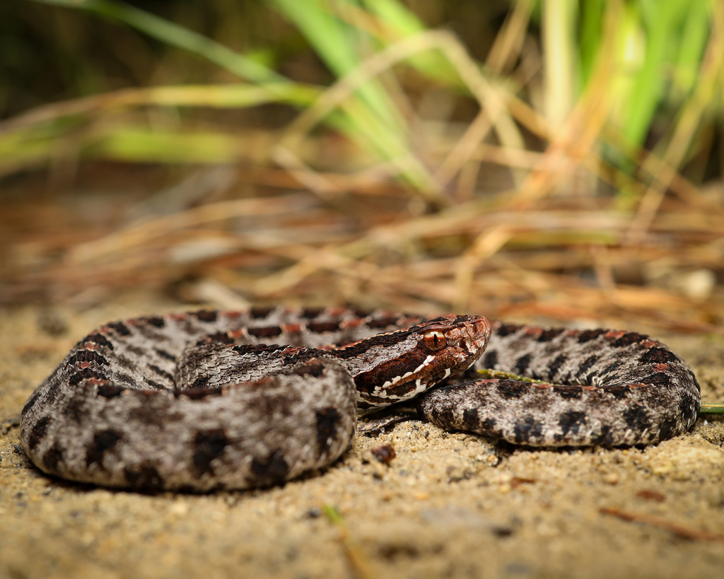 Pygmy Rattlesnake South Carolina
