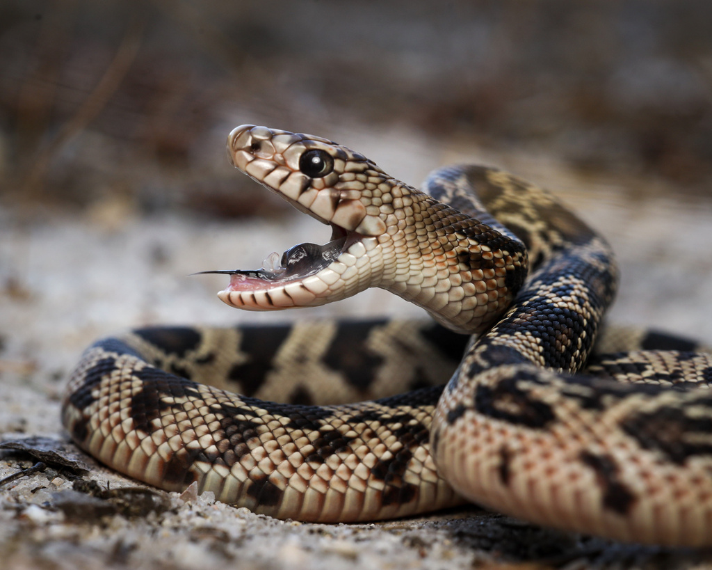 Northern Pine Snake in September 2022 by Evan J Dittig · iNaturalist