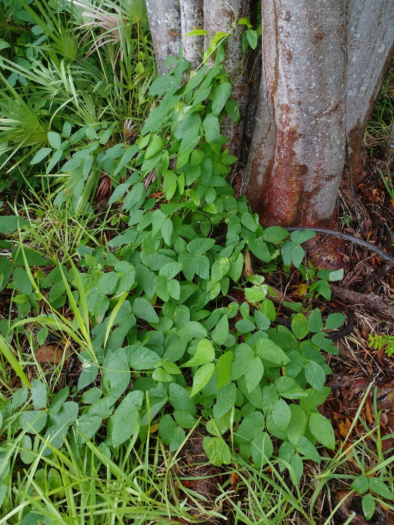 Phaseoleae from 7201 SW 156th St, Palmetto Bay, FL 33157, USA on ...