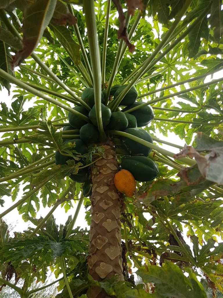 Papaya from Unnamed Road, Perú on July 17, 2018 by Antonio Errazuriz ...