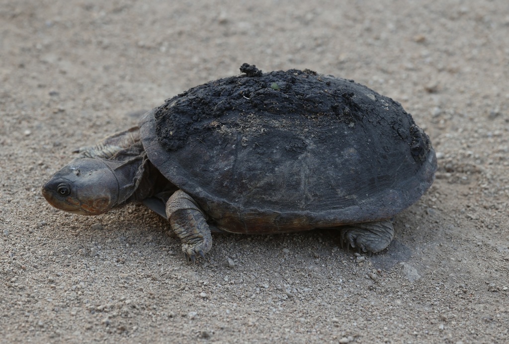 East African Black Mud Turtle from Machinga, Malawi on November 06 ...