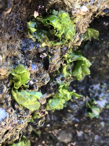 Ulva rotundata · NaturaLista Colombia