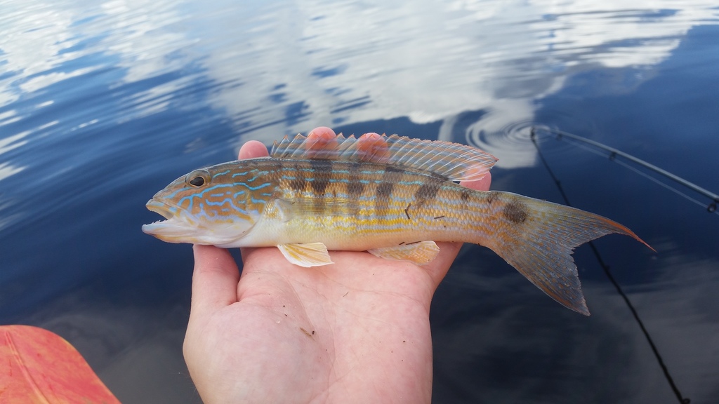 Sand Perch from Bay County, US-FL, US on September 02, 2018 at 02:22 PM ...