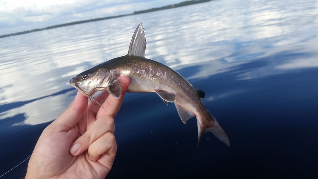 Hardhead Catfish from Bay County, US-FL, US on September 02, 2018 at 05 ...