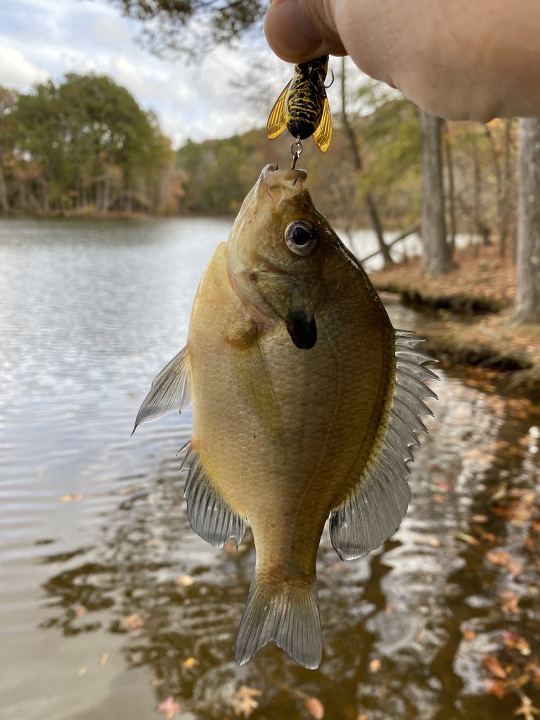 Bluegill in November 2022 by Jason Erb · iNaturalist
