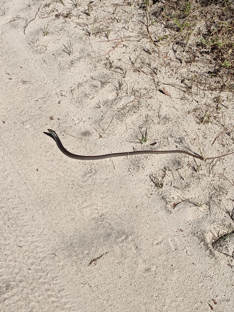 North American Glass Lizards in October 2022 by Zach · iNaturalist