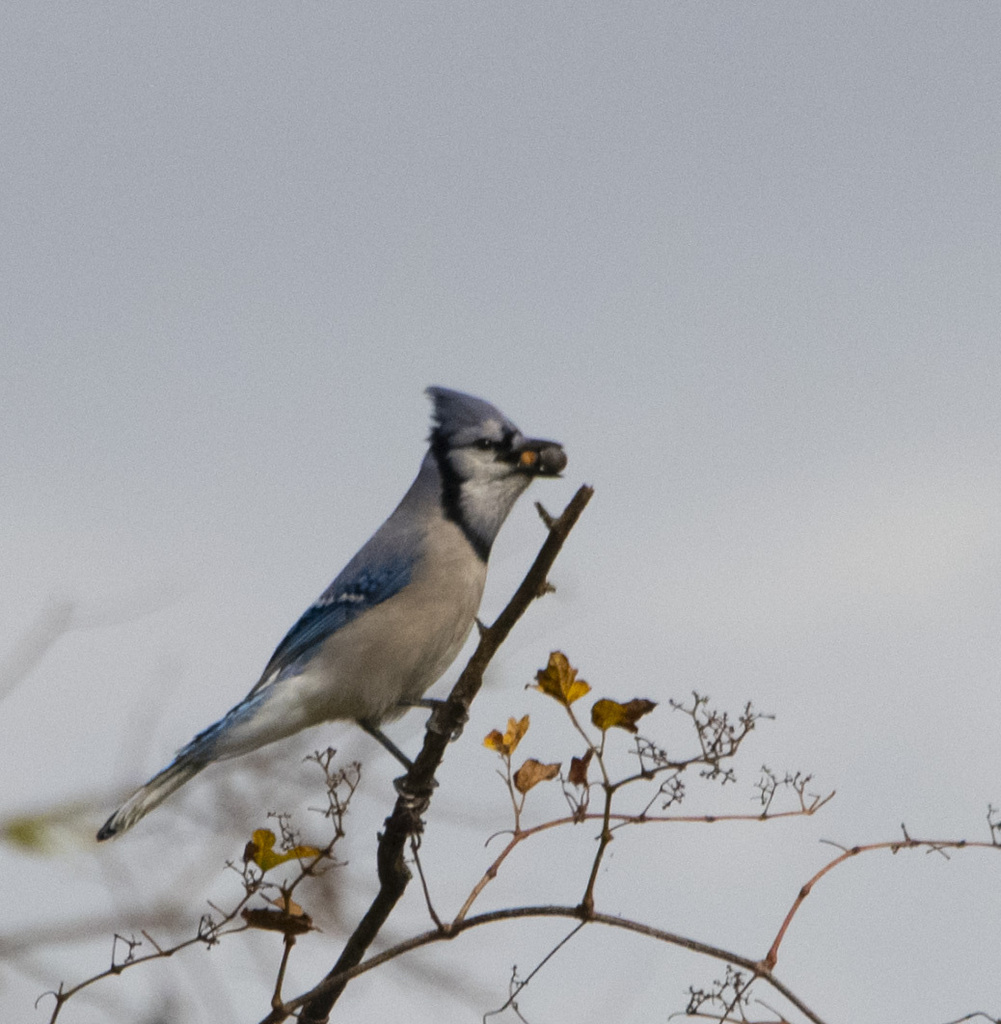 Blue Jay from 4800 Brenman Park Dr, Alexandria, VA 22304, USA on ...