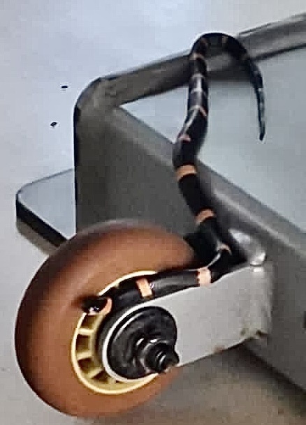 Terrestrial Snail Sucker in November 2022 by curiosa · iNaturalist