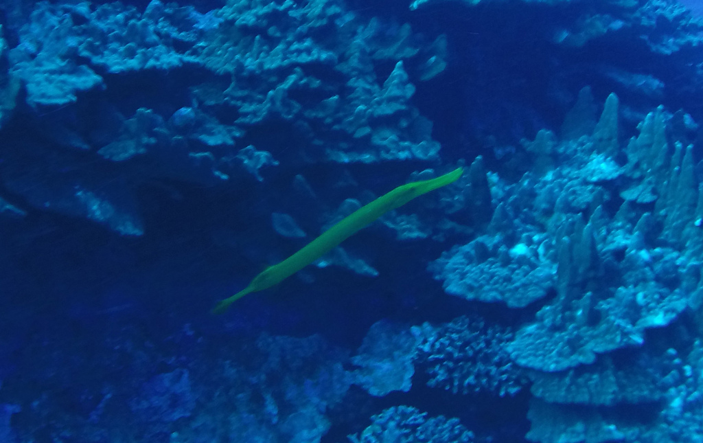 Pacific Trumpetfish from Osterinsel, Valparaíso, Chile on March 27 ...