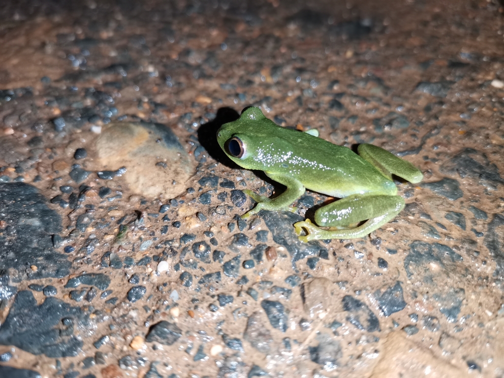 Drewes' Reed Frog from JCQC+869, Santo Antonio, São Tomé and Príncipe ...