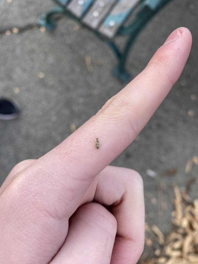 Yellow V Moth from George Washington High School, San Francisco, CA, US ...