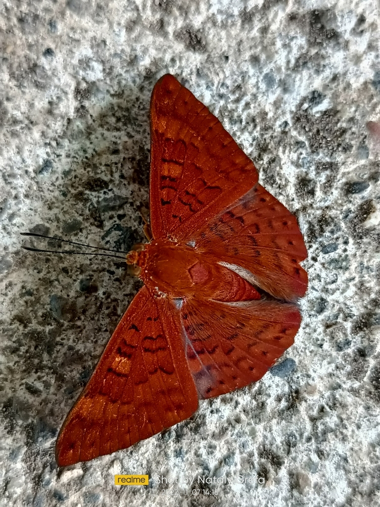 Great Emesis from Madre Tierra, Ecuador on November 07, 2022 at 02:18 ...