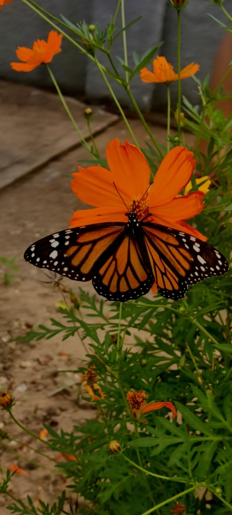 Monarch from Urbanización Los Cocales on October 19, 2022 at 01:56 PM ...