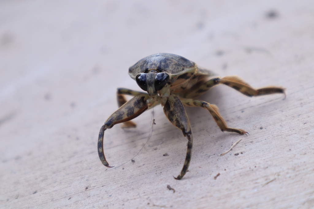 Lethocerus medius from Hidalgo County, NM, USA on November 07, 2022 at ...