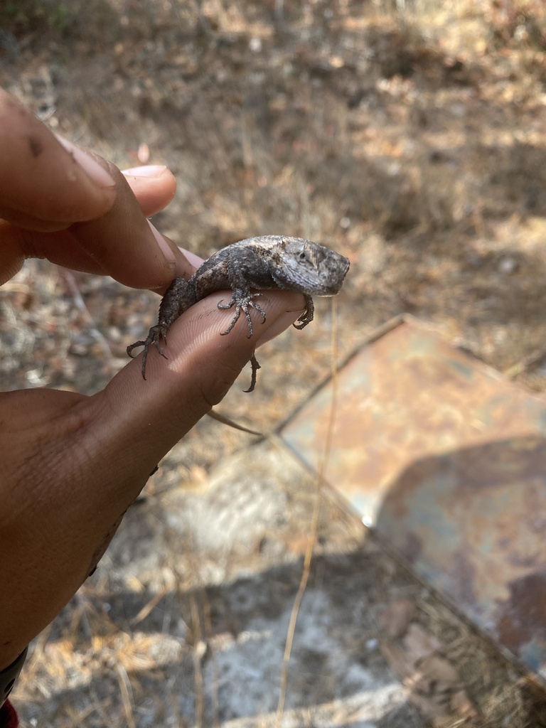 Eastern Fence Lizard from Webbs Mill Rd, Forked River, NJ, US on ...