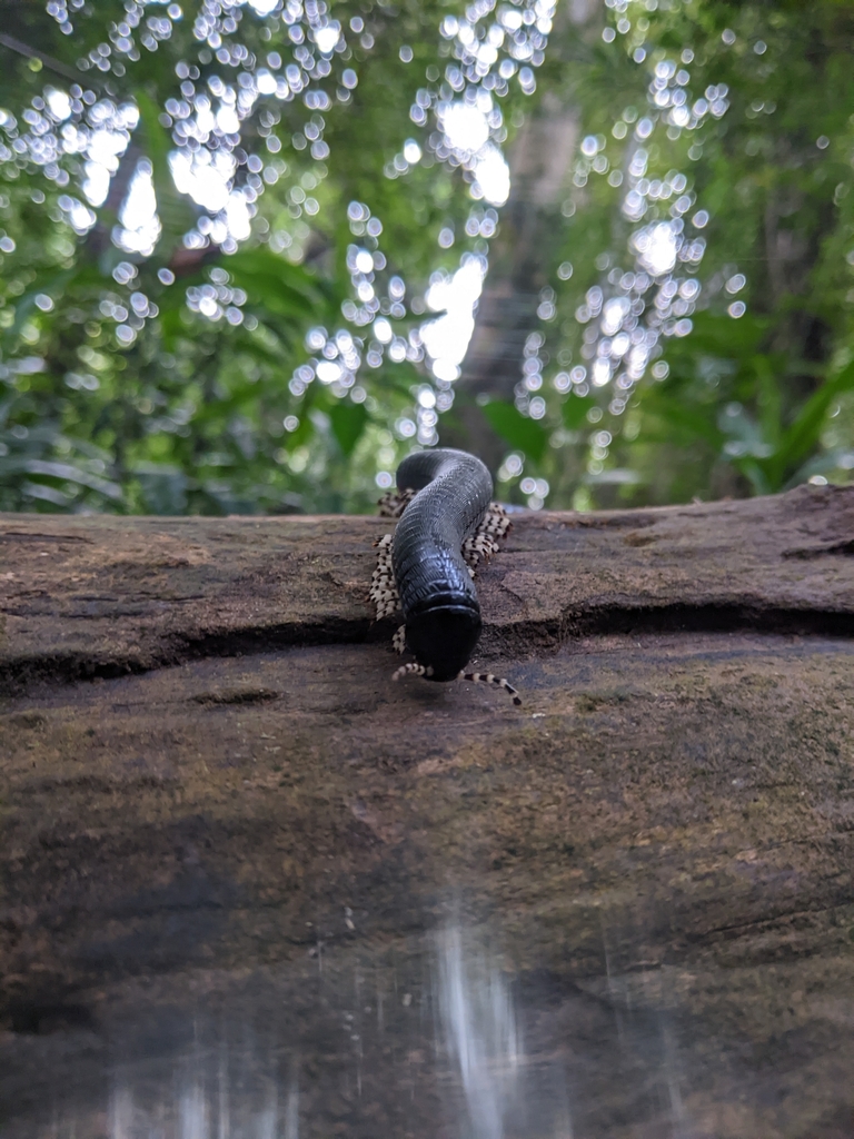 Sri Lankan Giant Millipede from Mederipitiya, Sri Lanka on November 7 ...